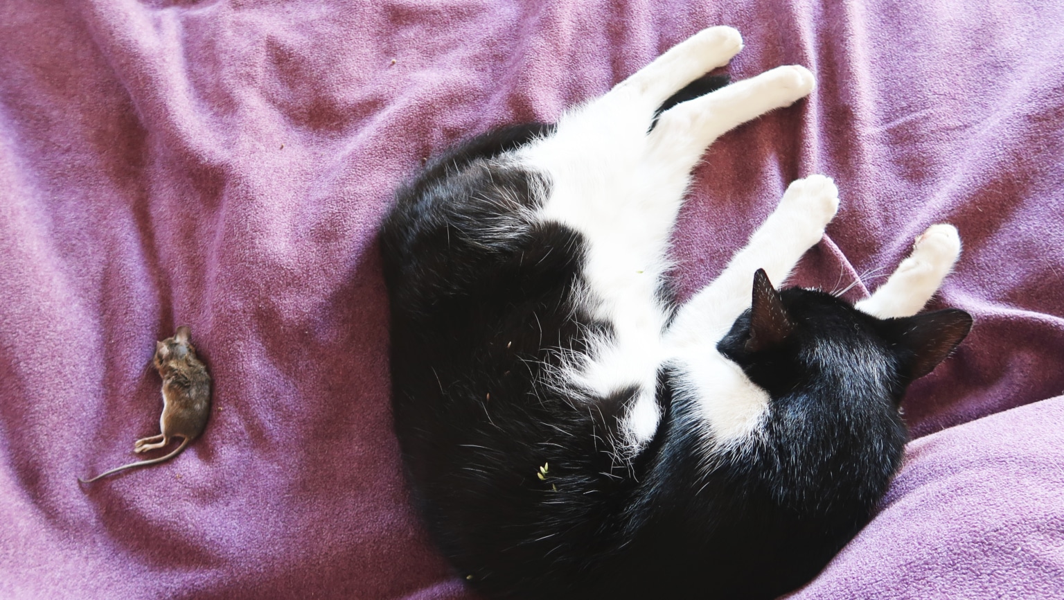 Wie Entwurmt Man Eine Katze - Frag Den Experten