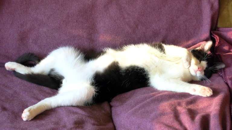 Katzen schlafen viel – Katzenleben 7-9