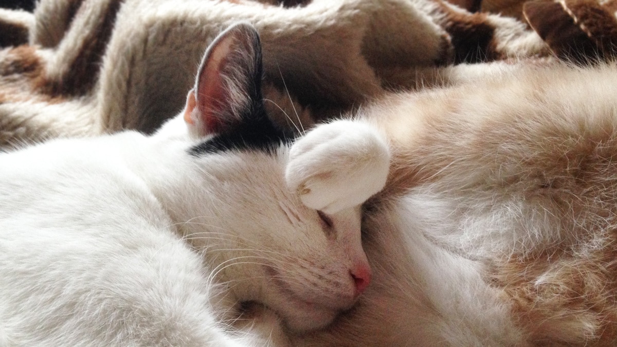 Katzen schlafen viel – Katzenleben 7-9
